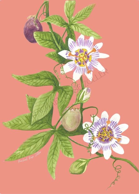 Rachael Rose Zoller Art